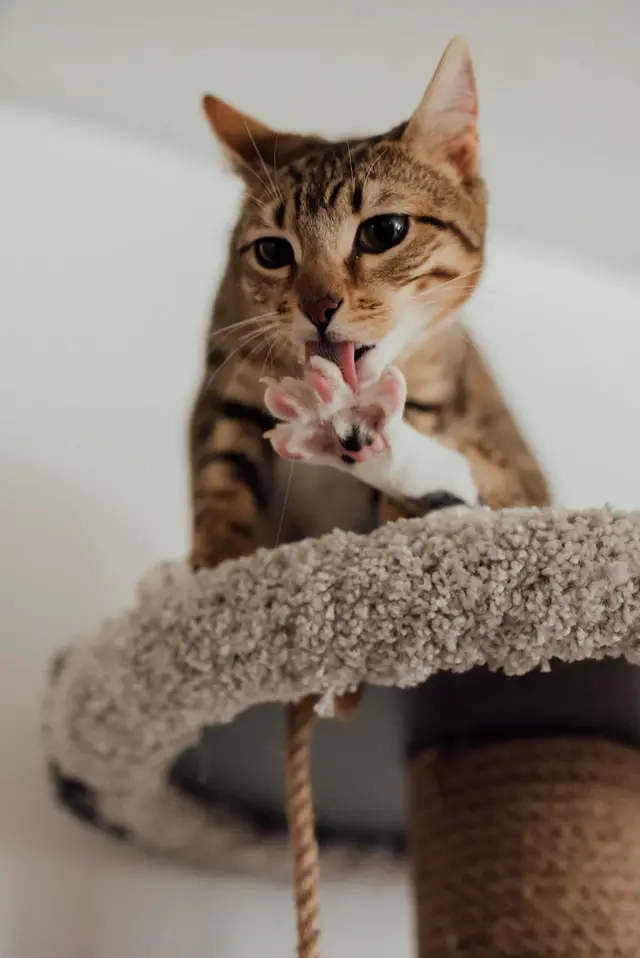 How Many Toes Does A Cat Have TheComfortPetBlog